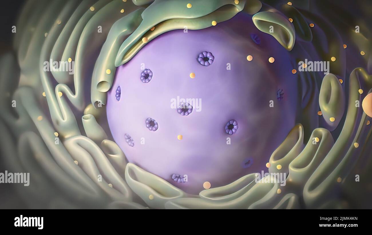 Organites reticulum Banque de photographies et d’images à haute ...