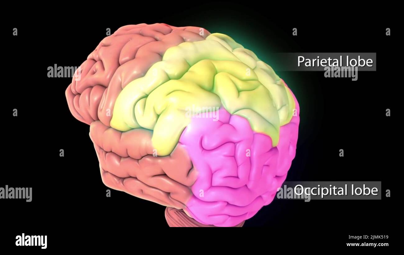 Parietal cell Banque de photographies et d’images à haute résolution ...
