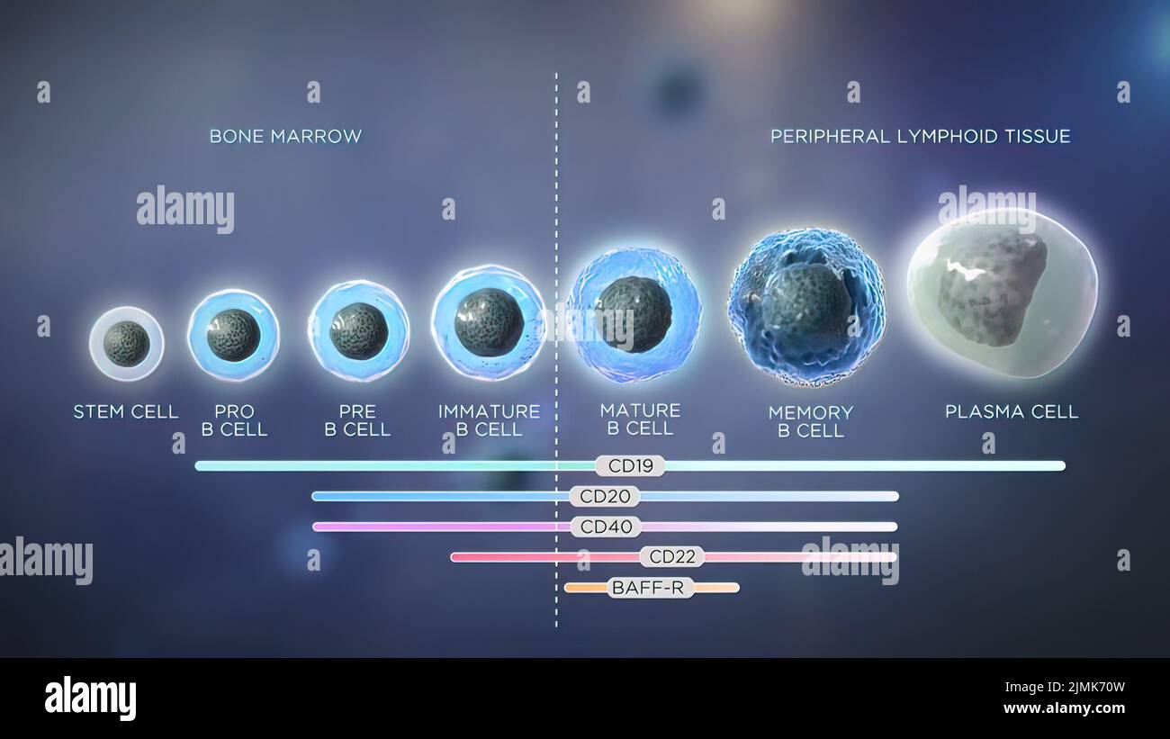 Types de cellules Banque de photographies et d’images à haute ...