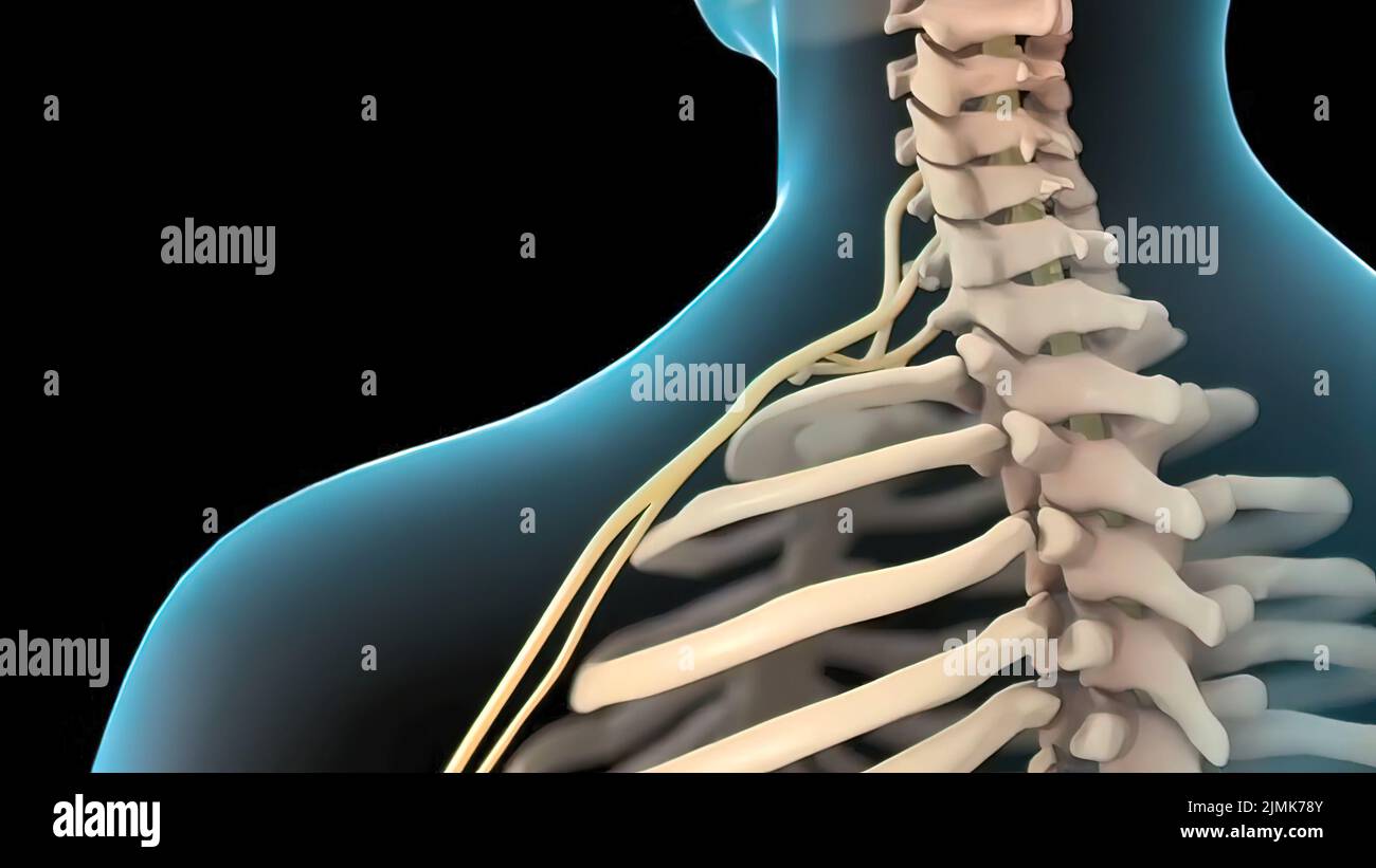 L'anatomie du corps humain cervicales Banque de photographies et d ...