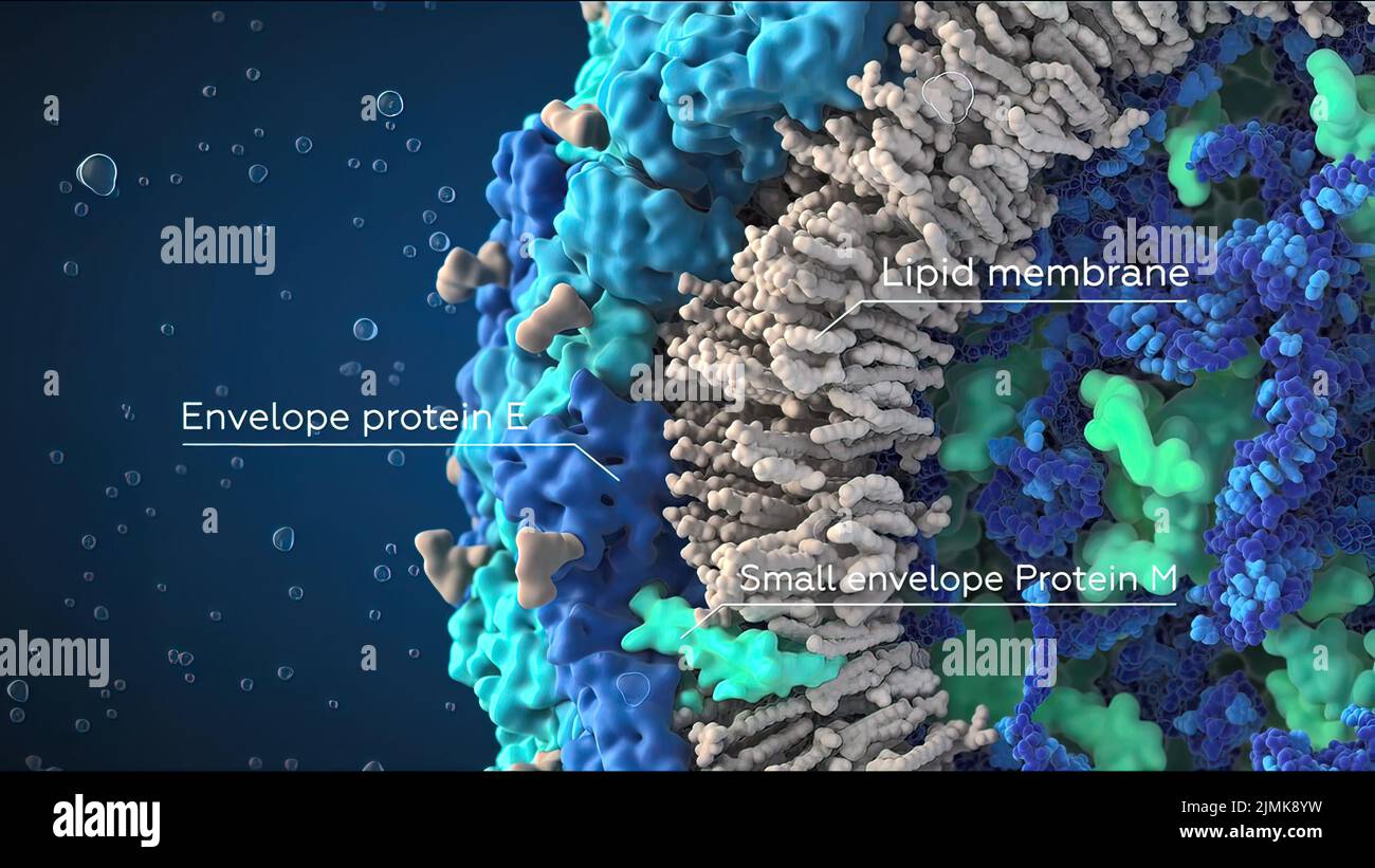 Stucture interne cellules Banque de photographies et d’images à haute ...