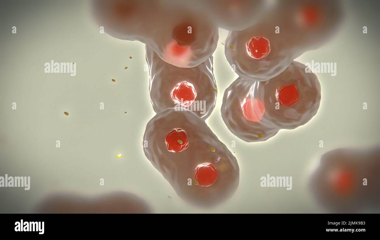 Division de la cellule cancéreuse Banque de photographies et d’images à ...