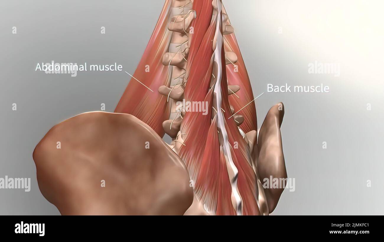 Rachis cervical et thoracique Banque de photographies et d’images à haute résolution - Alamy