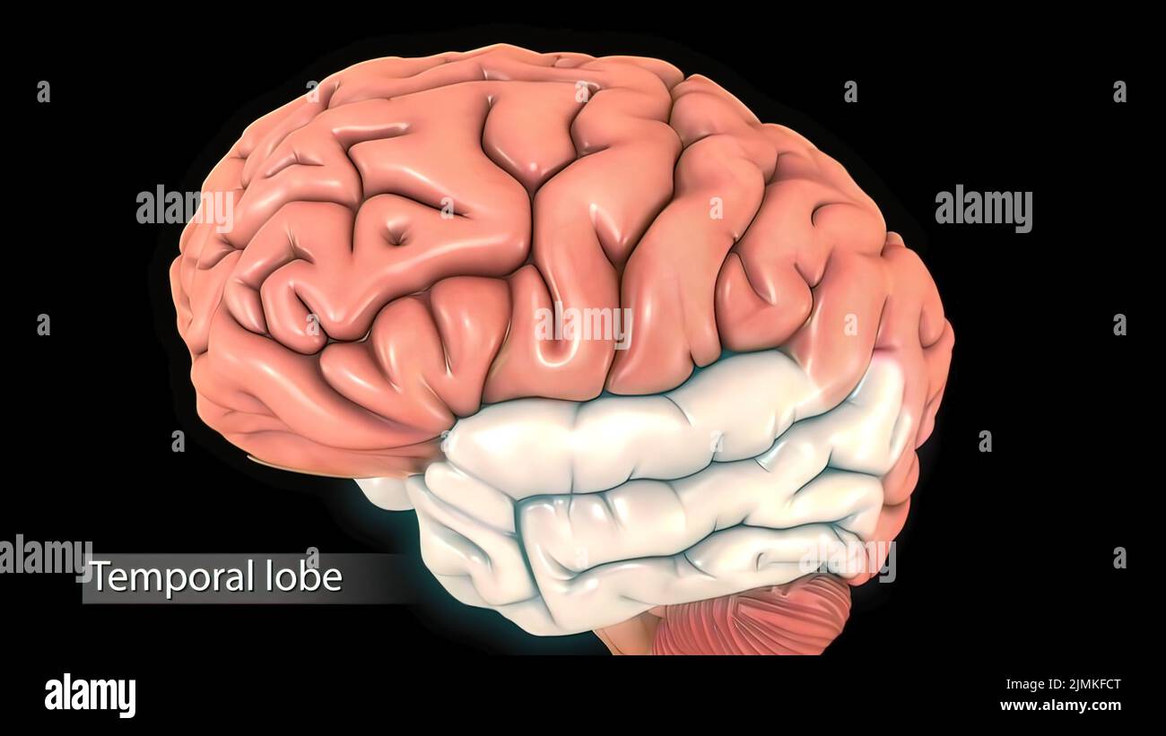 Parietal lobe Banque de photographies et d’images à haute résolution ...