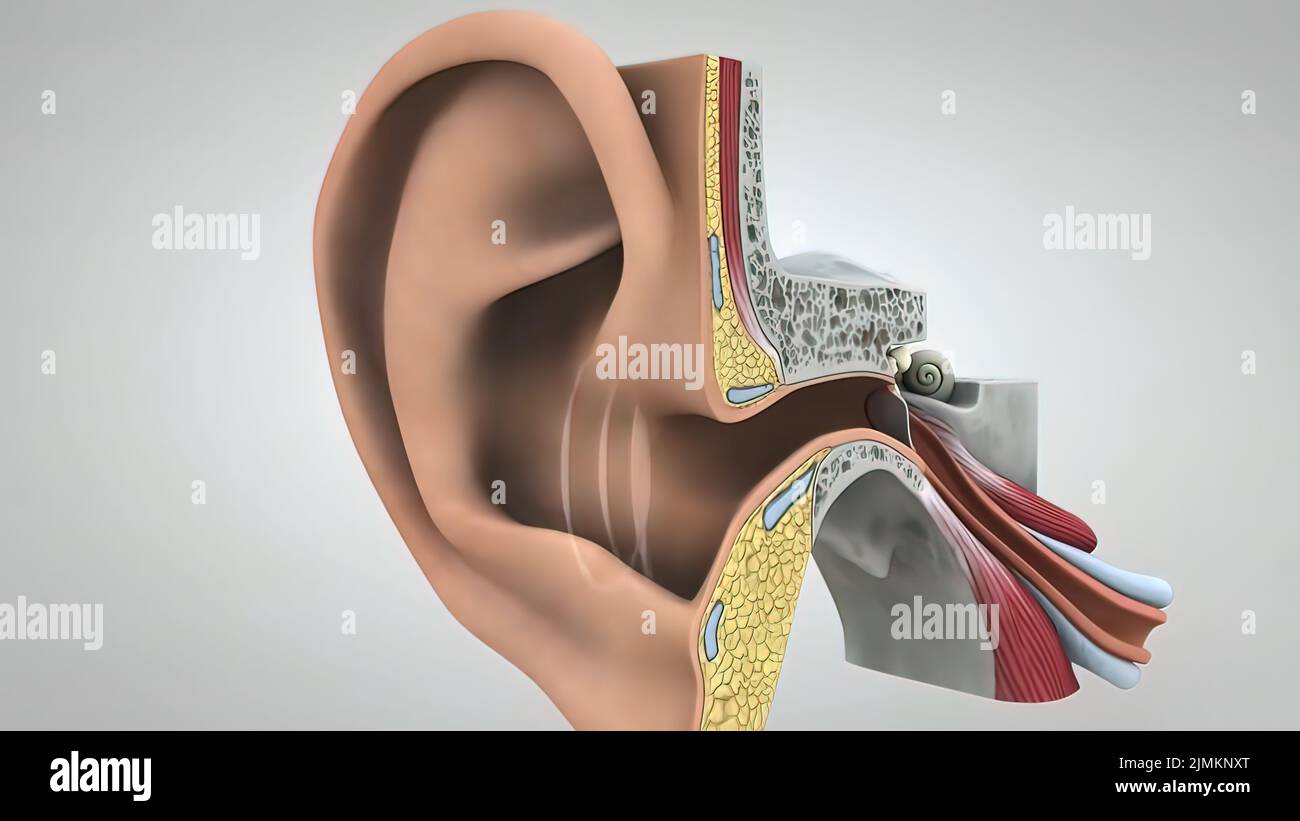 Inner ear cross section Banque de photographies et d’images à haute résolution - Alamy