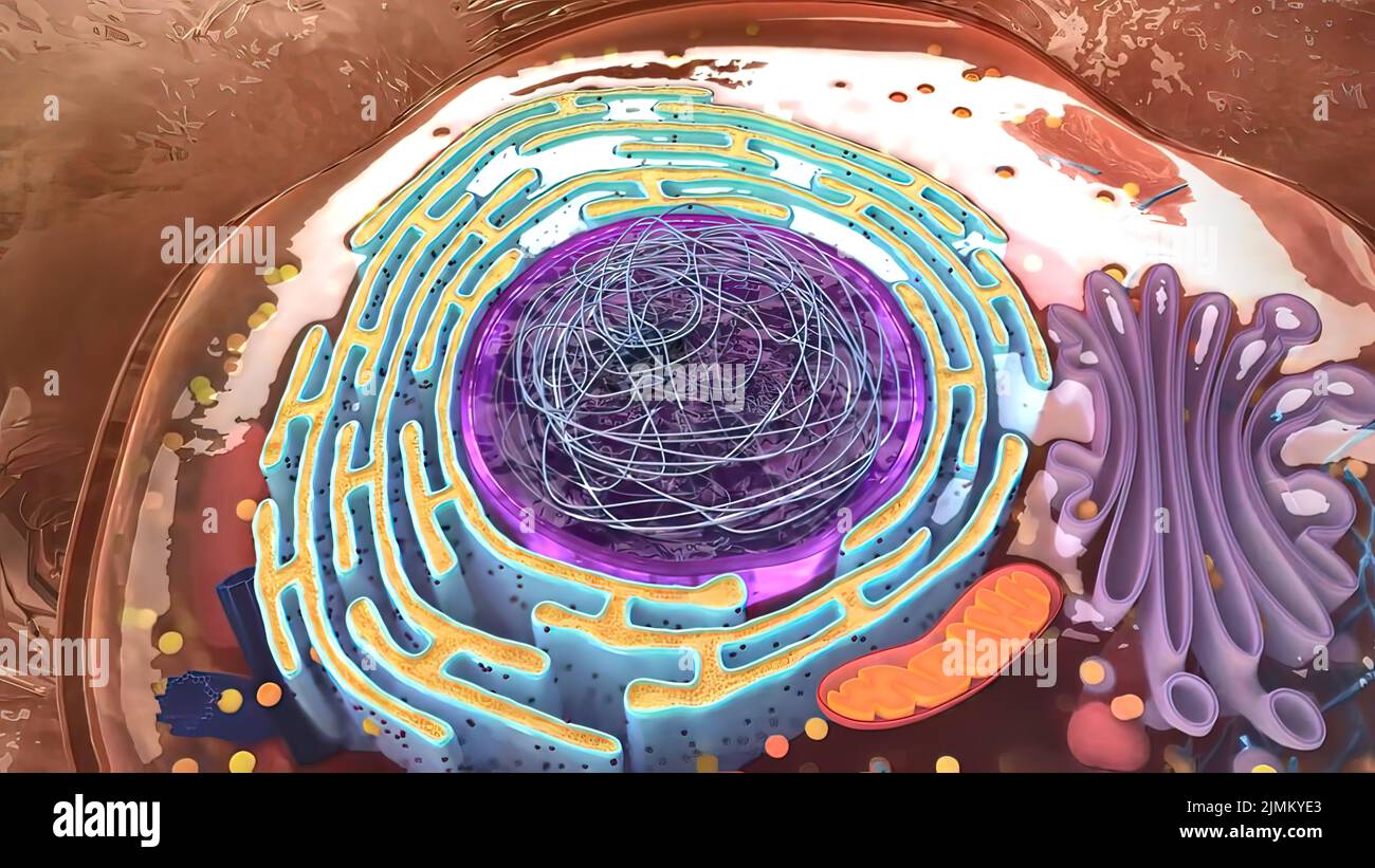 Cell membrane cross section Banque de photographies et d’images à haute ...