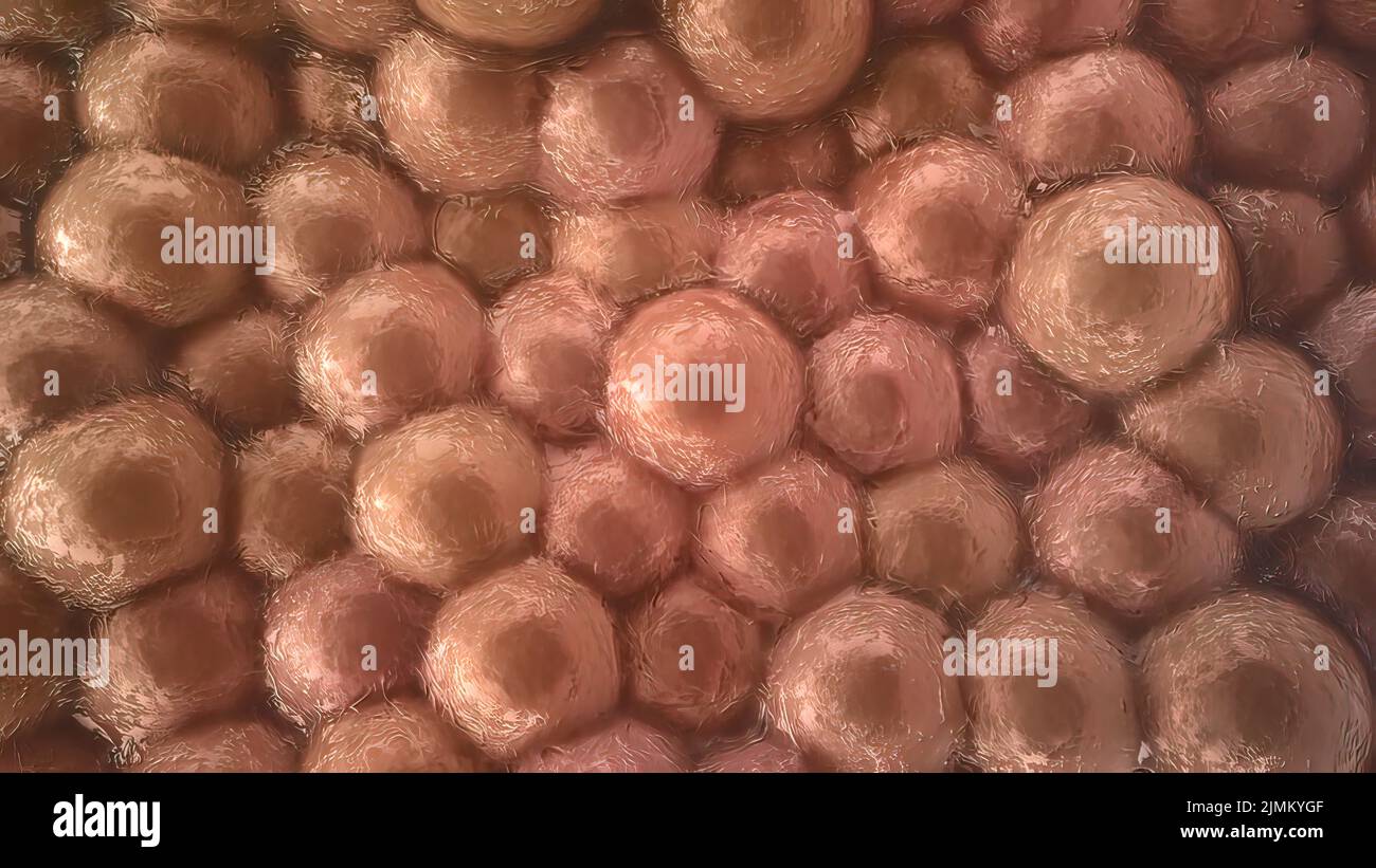 Cell membrane cross section Banque de photographies et d’images à haute ...