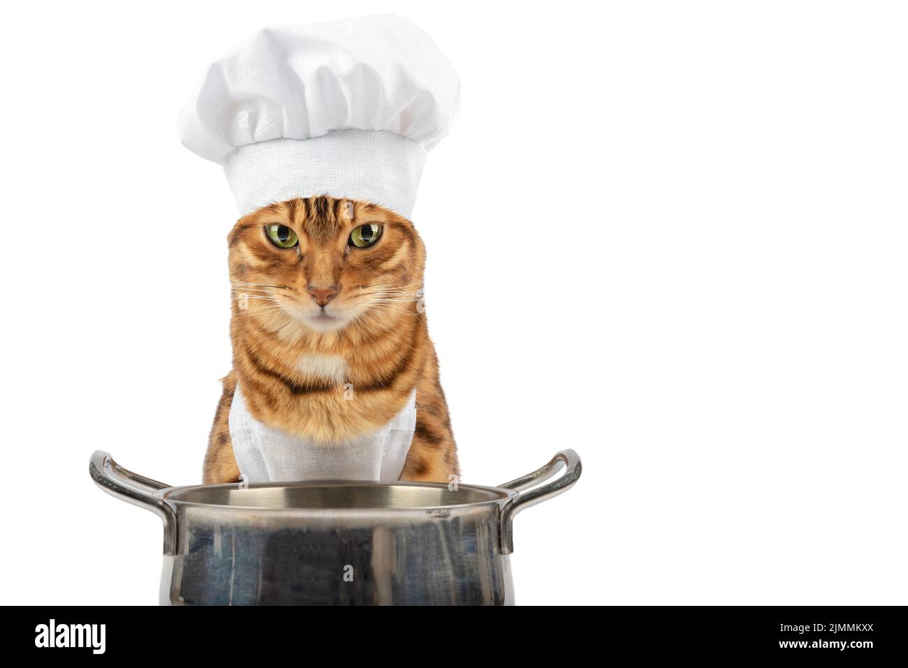 Cat pan Banque de photographies et d’images à haute résolution - Alamy