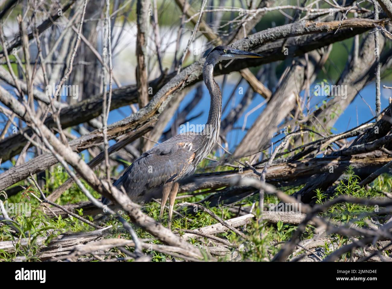 Le Grand Héron (Ardea herodias) est le plus grand héron américain qui ...