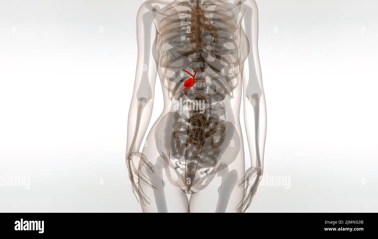 Vésicule biliaire anatomie Banque de photographies et d’images à haute ...