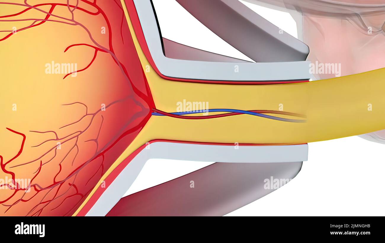 Nerf optique Banque de photographies et d’images à haute résolution - Alamy