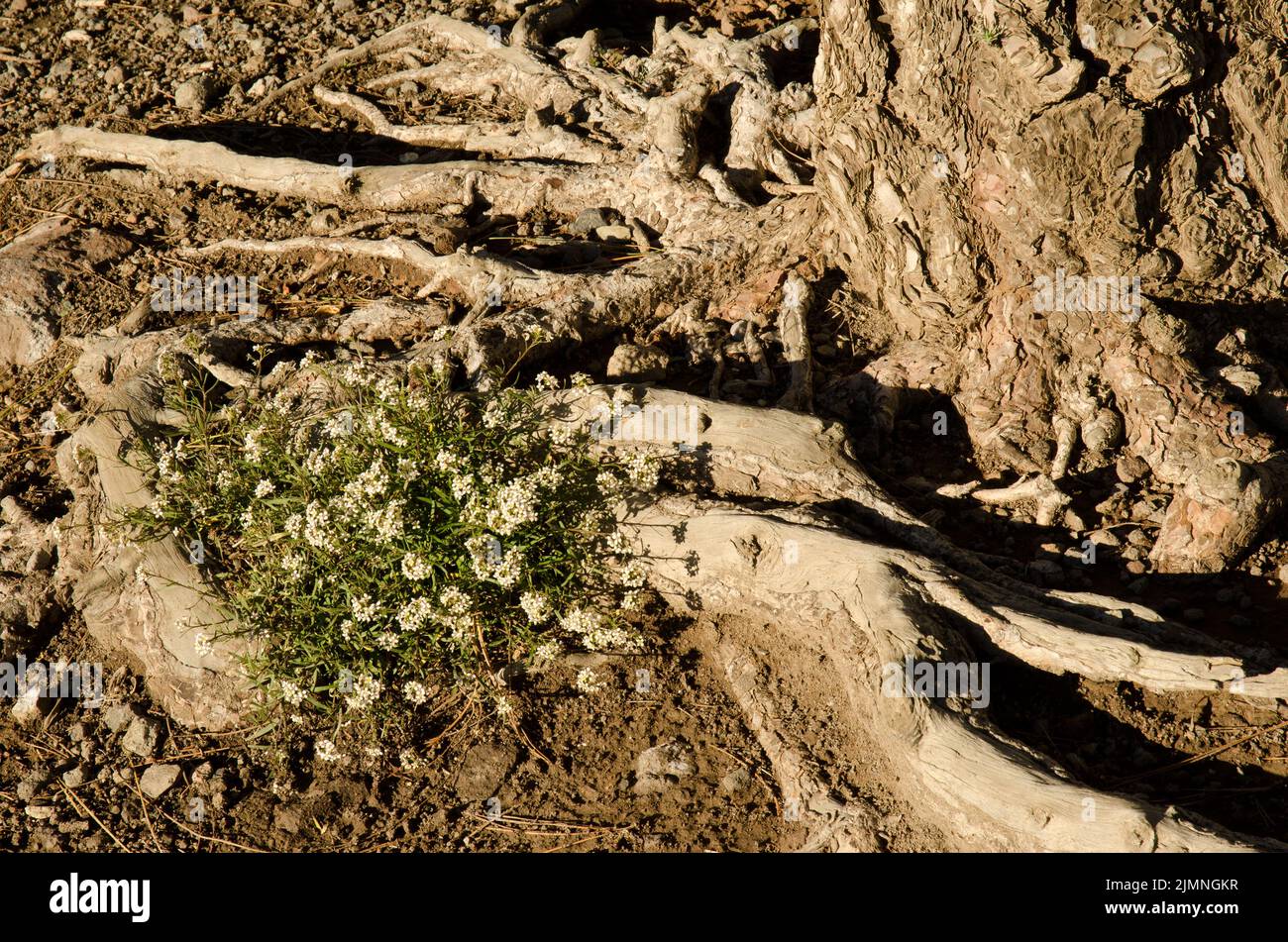 Plante Lobularia canariensis entre les racines d'un pin de l'île des ...