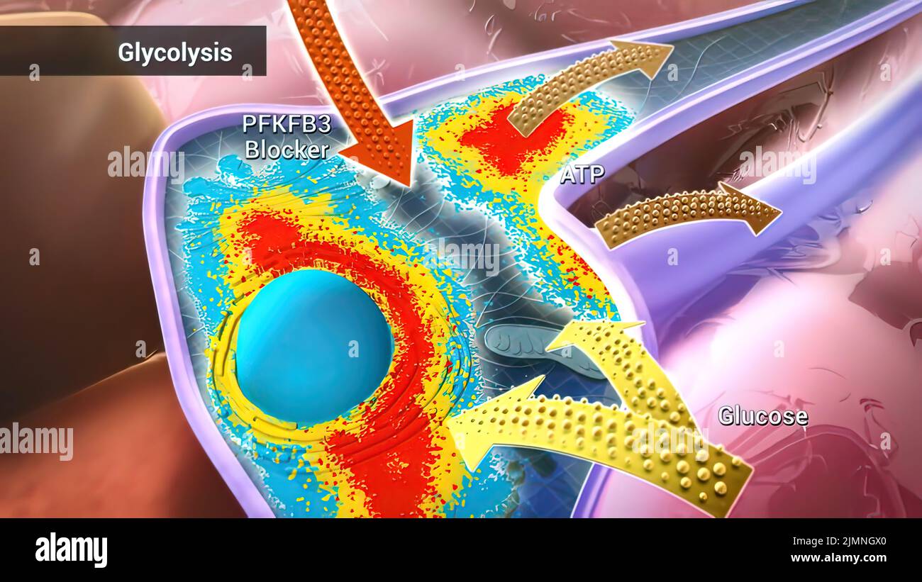 Acide pyruvique Banque de photographies et d’images à haute résolution ...