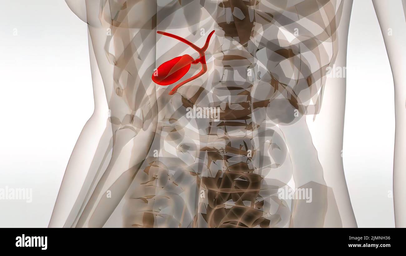 La vésicule biliaire avec organes Medical Scan Anatomie Photo Stock - Alamy
