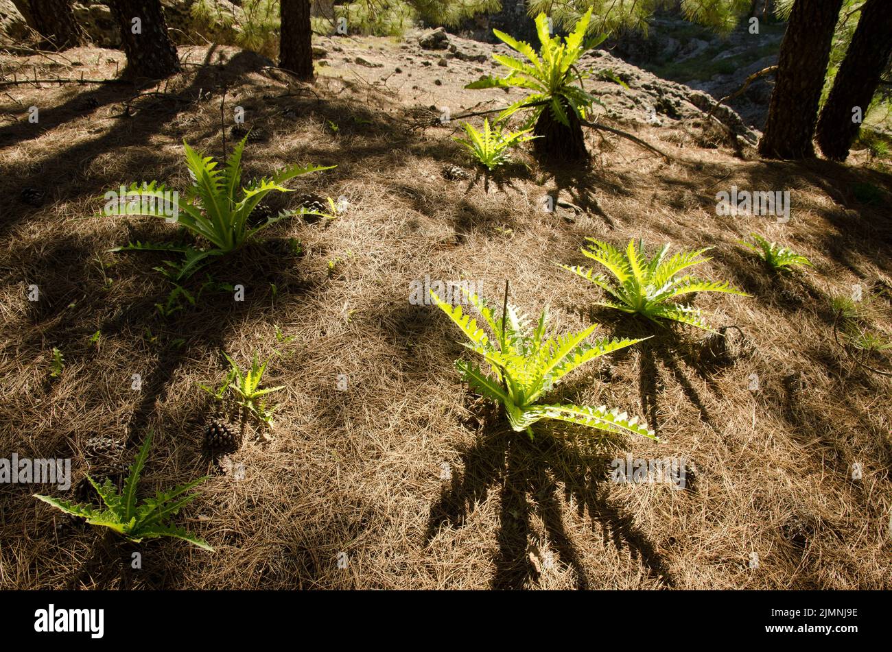 Plantes Sonchus congestus dans une forêt de pins de l'île des Canaries ...