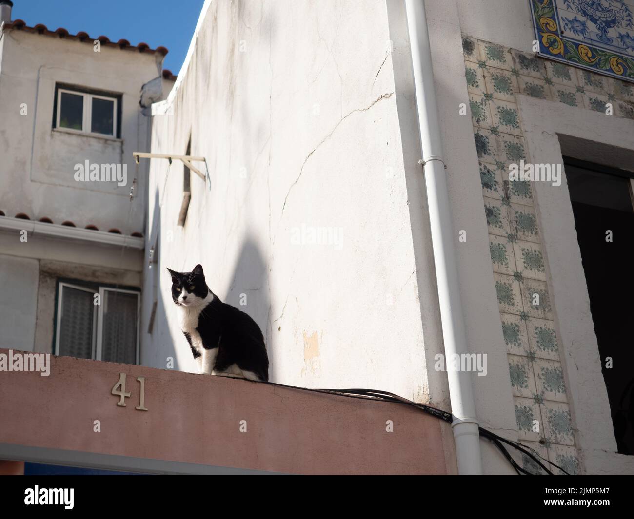 Chat noir sur le toit Banque de photographies et d’images à haute ...