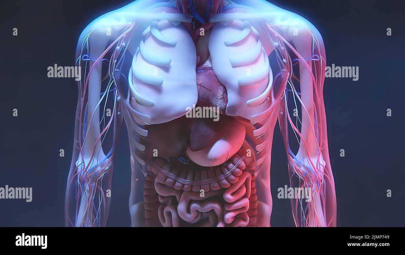 Anatomie homme organes internes Banque de photographies et d’images à ...