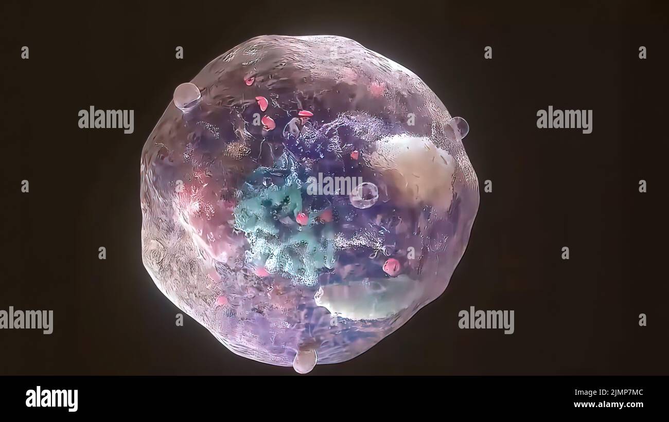 Cellule eukaryotique Banque de photographies et d’images à haute ...