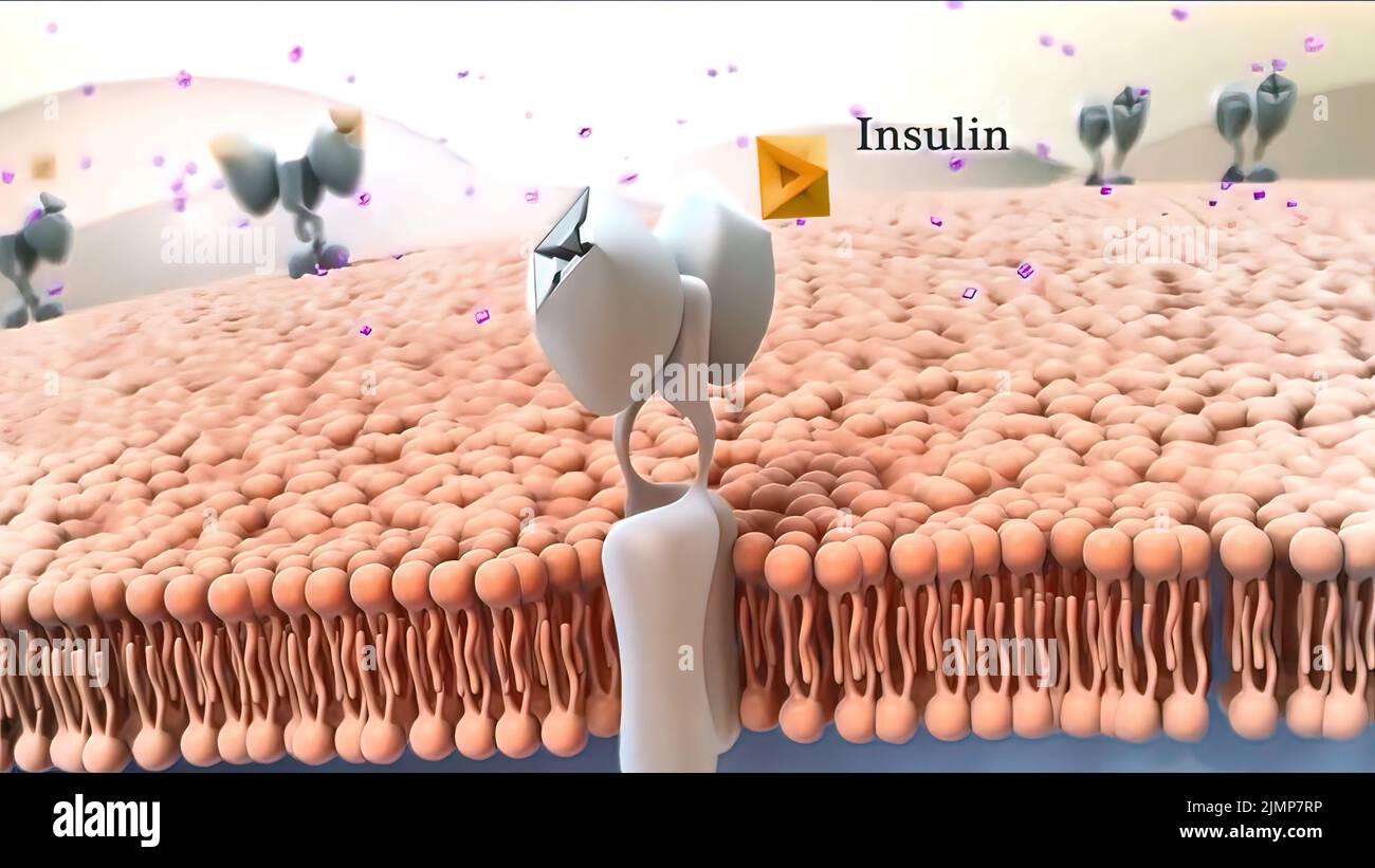 Metabolismo de la insulina Banque de photographies et d’images à haute ...