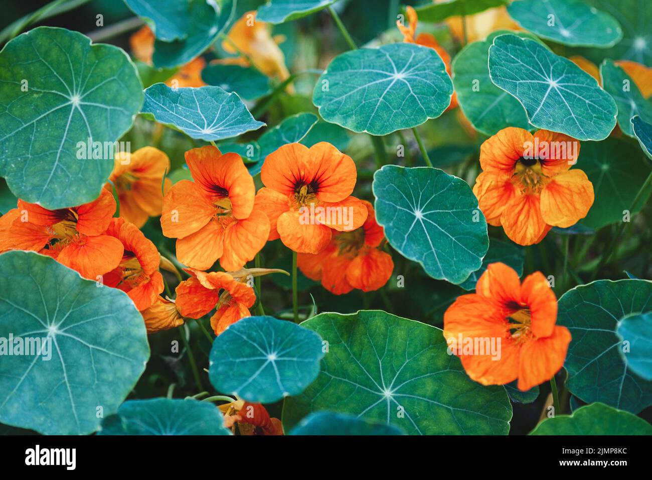 Plantes et fleurs de capucines Banque de photographies et d’images à ...