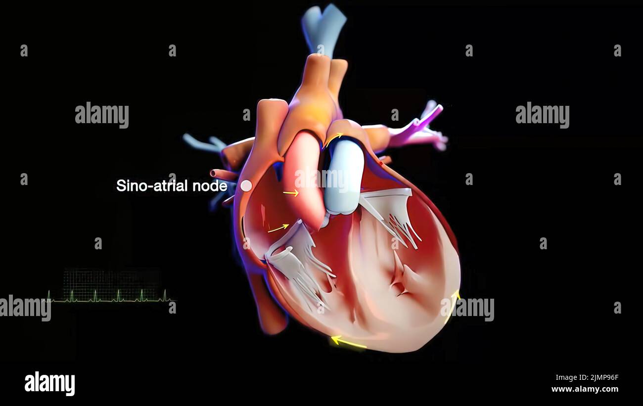 3d human body and heart anatomy Banque de photographies et d’images à ...