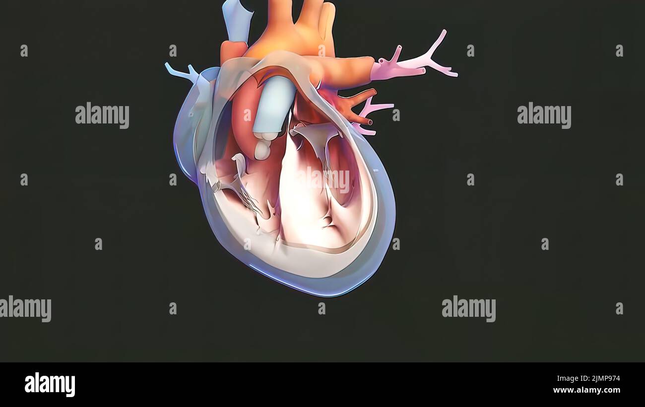 Anatomie du corps humain et du coeur 3d Banque de photographies et d ...