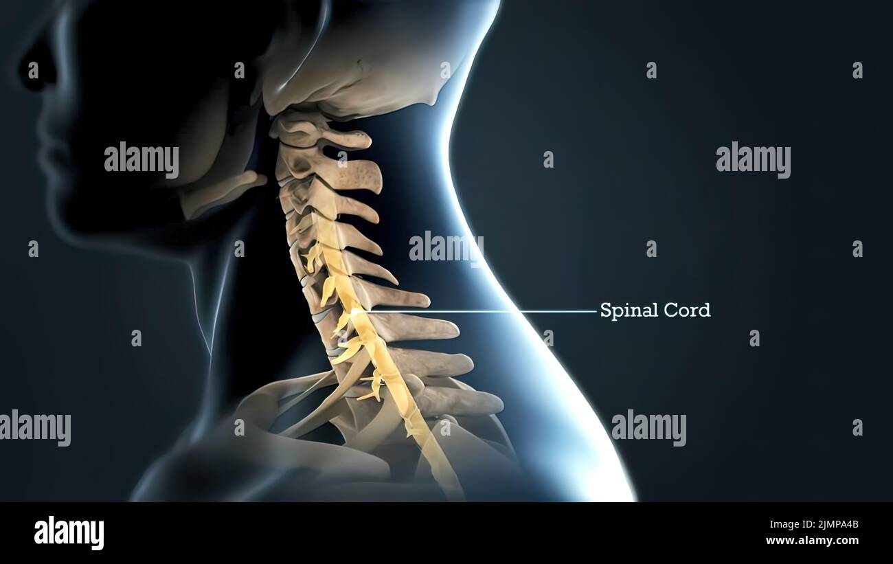 Schéma colonne vertébrale squelette Banque de photographies et d’images ...