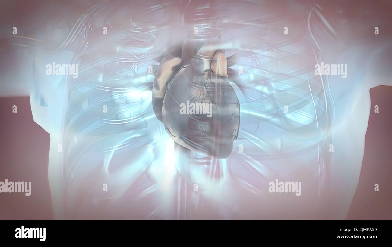 Sistema circulatorio 3d Banque de photographies et d’images à haute ...