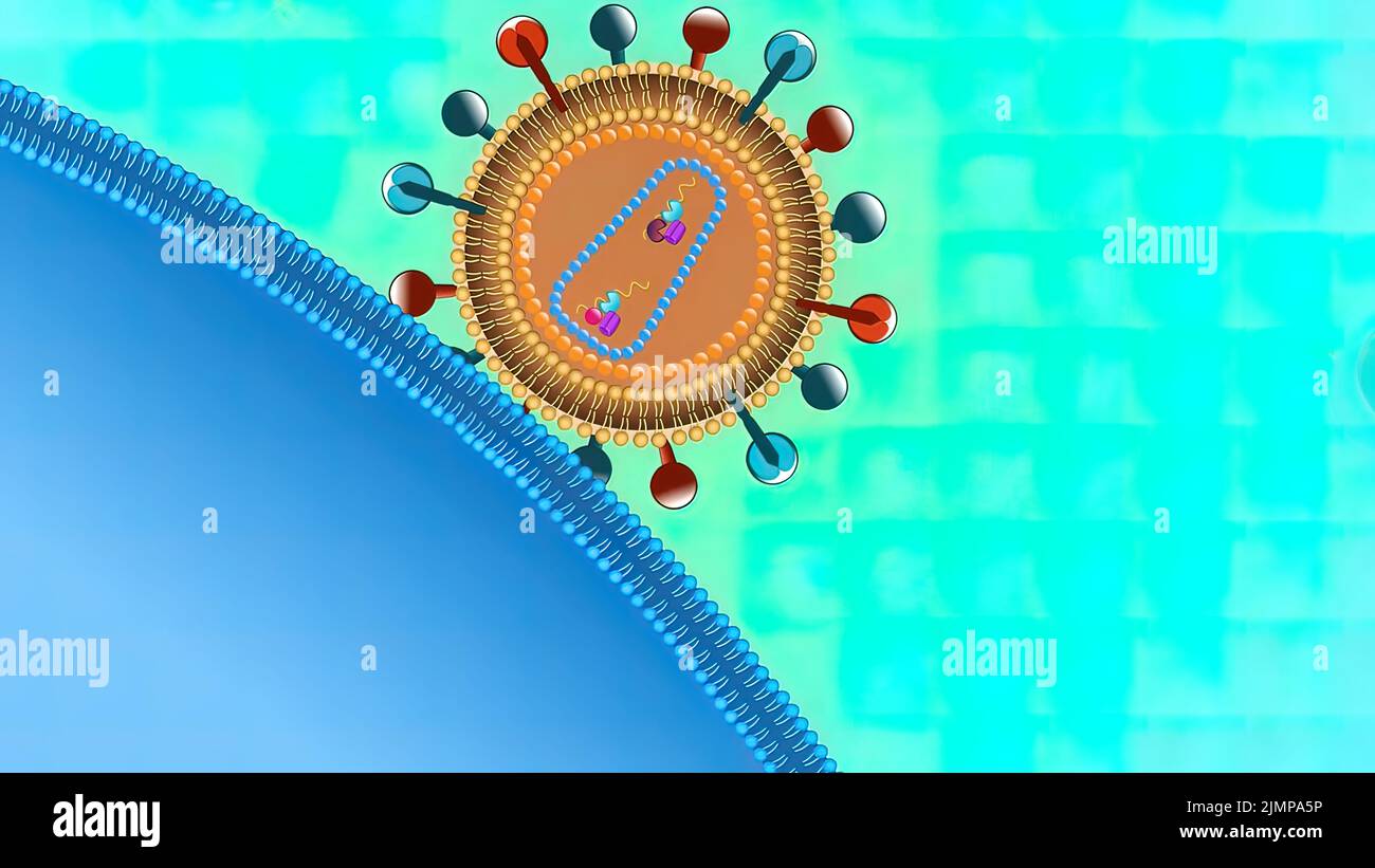 Virus de la inmunodeficiencia humana vih sida Banque de photographies ...