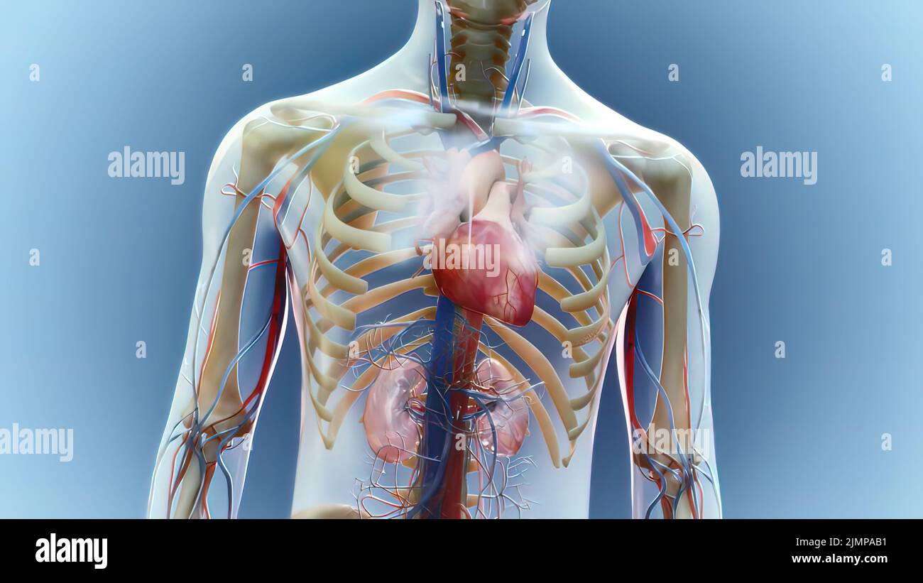 Anatomie du corps humain et du coeur 3d Banque de photographies et d ...