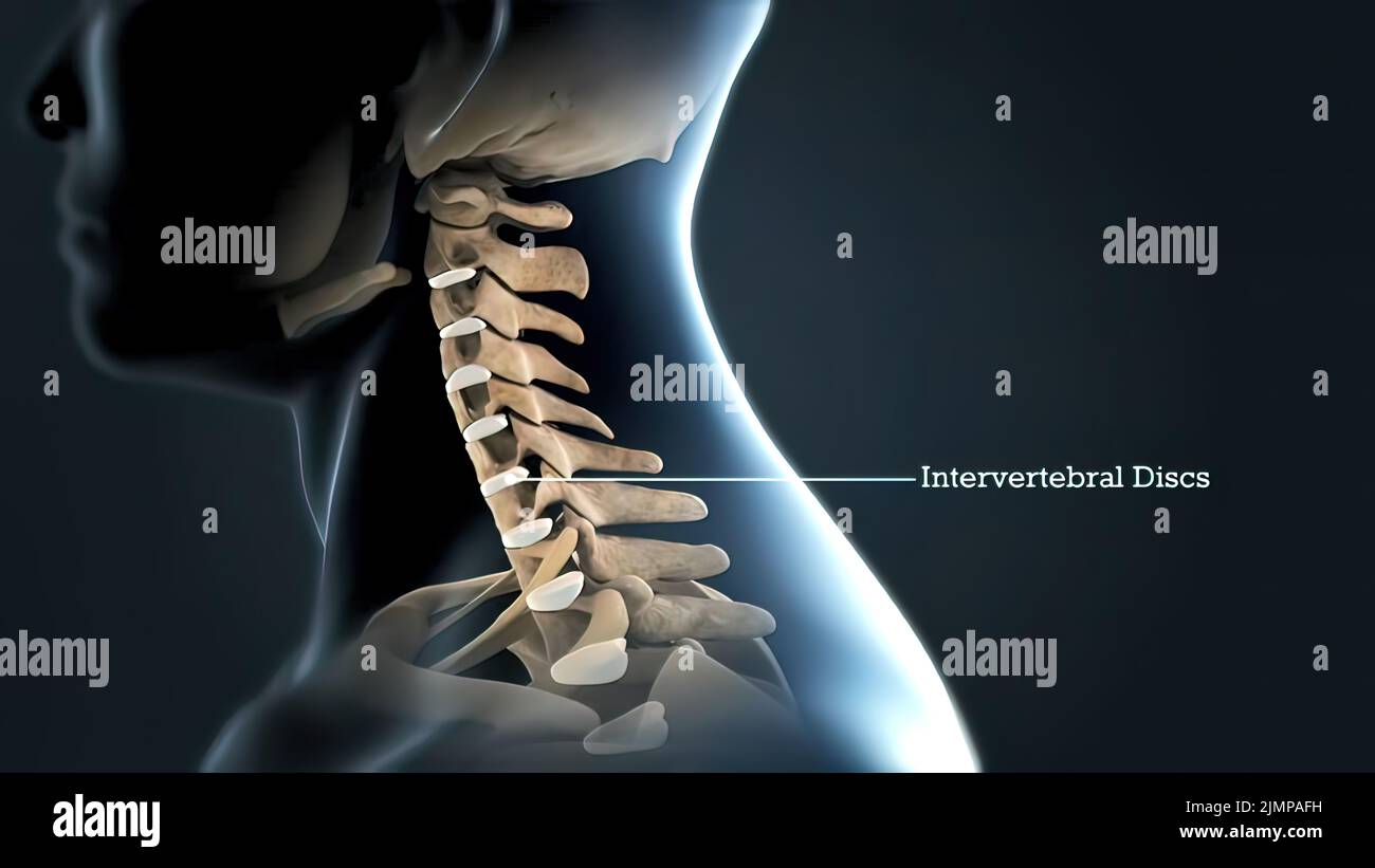 Schéma colonne vertébrale squelette Banque de photographies et d’images ...