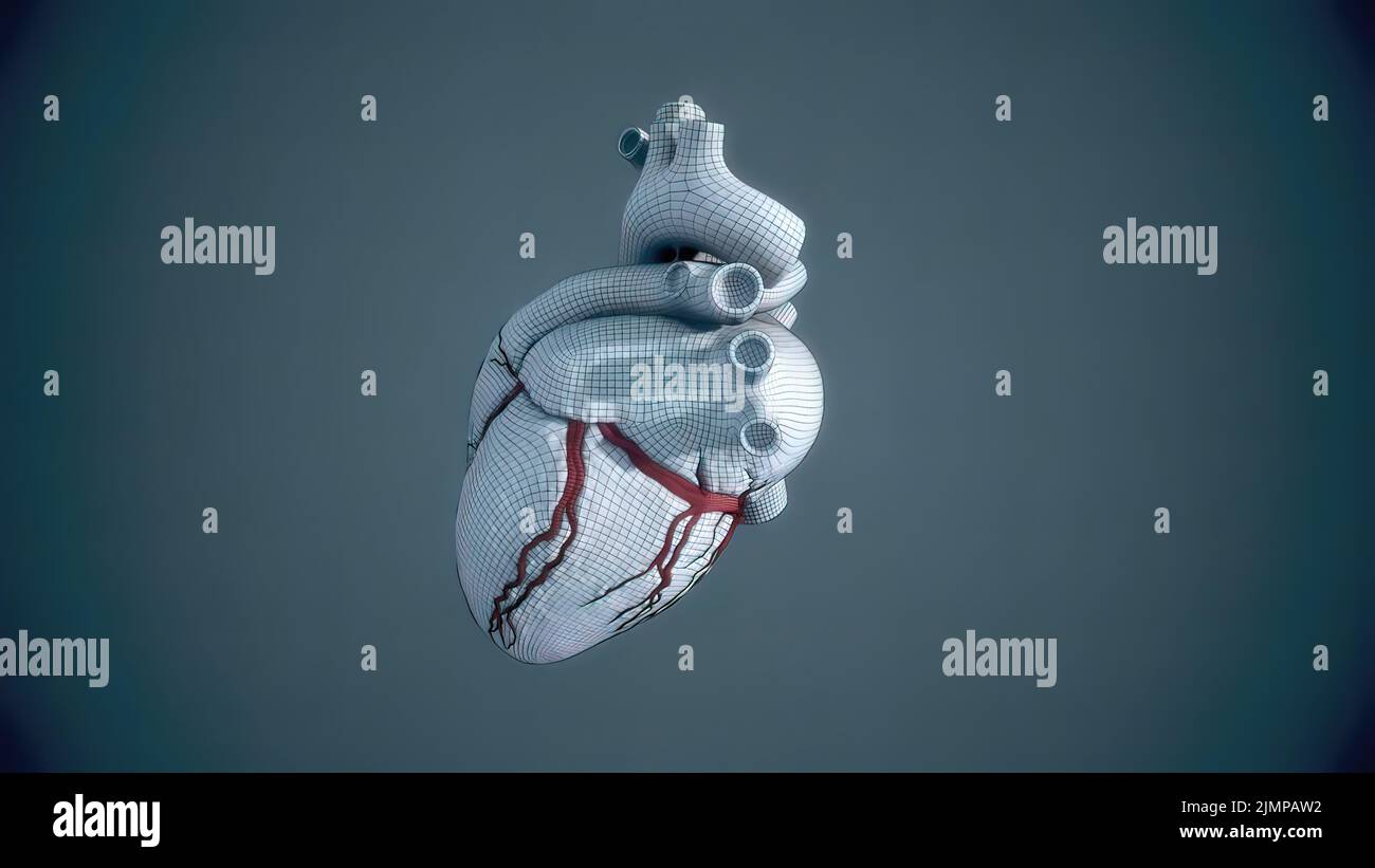 Cœur humain, anatomie réaliste Photo Stock - Alamy