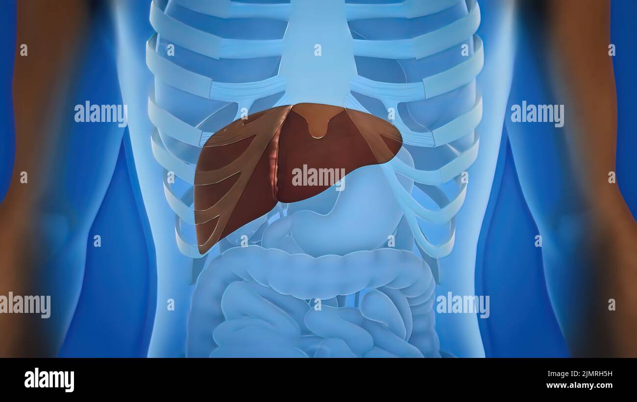 Anatomie du foie humain Banque de photographies et d’images à haute ...