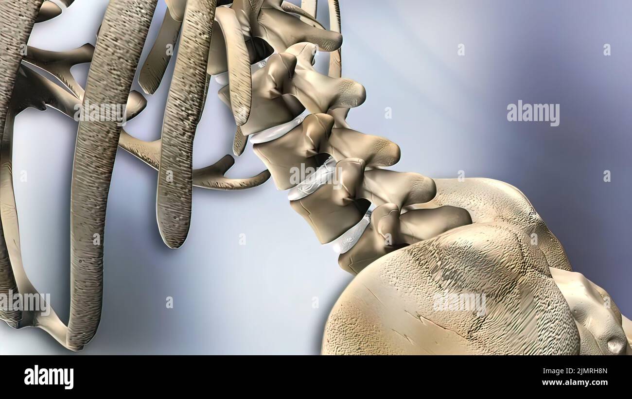 Anatomie rachis Banque de photographies et d’images à haute résolution ...