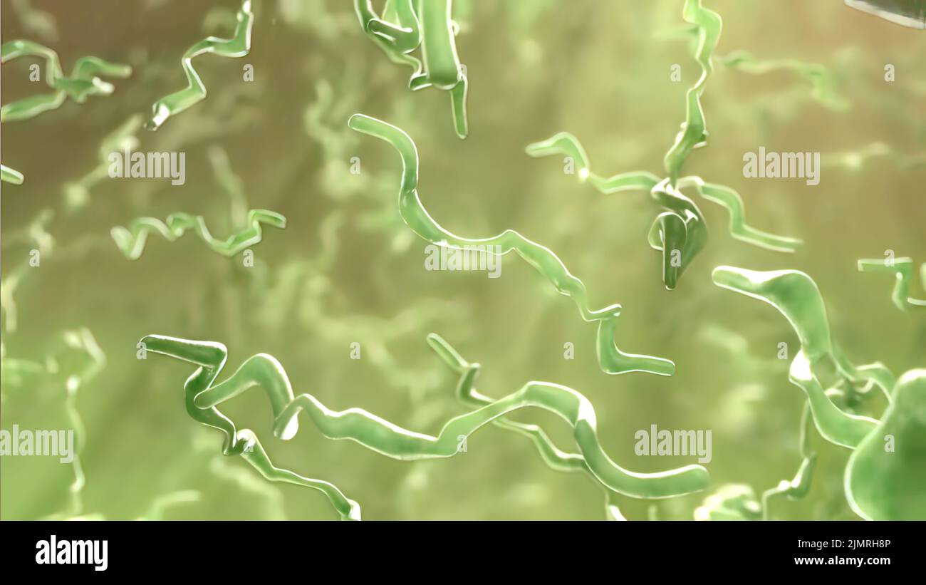 Bronche anatomie Banque de photographies et d’images à haute résolution ...