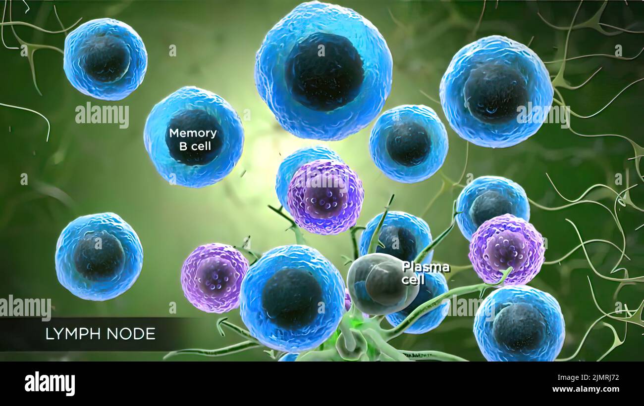 Ganglions lymphatiques du cou Banque de photographies et d’images à ...