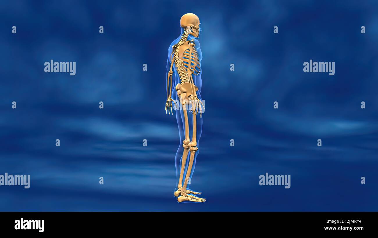 Anatomie des muscles masculins Banque de photographies et d’images à ...