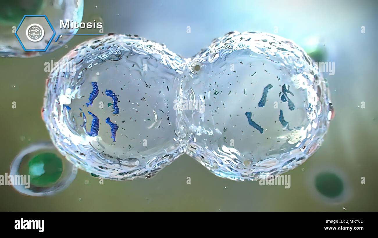 Procesos de mitosis Banque de photographies et d’images à haute ...