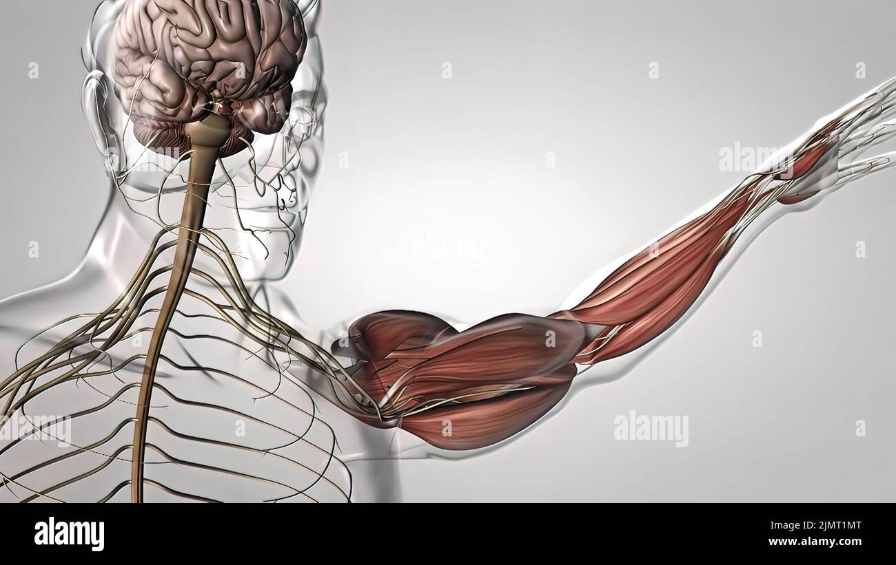 Schéma de l'anatomie des bras humains Banque de photographies et d ...