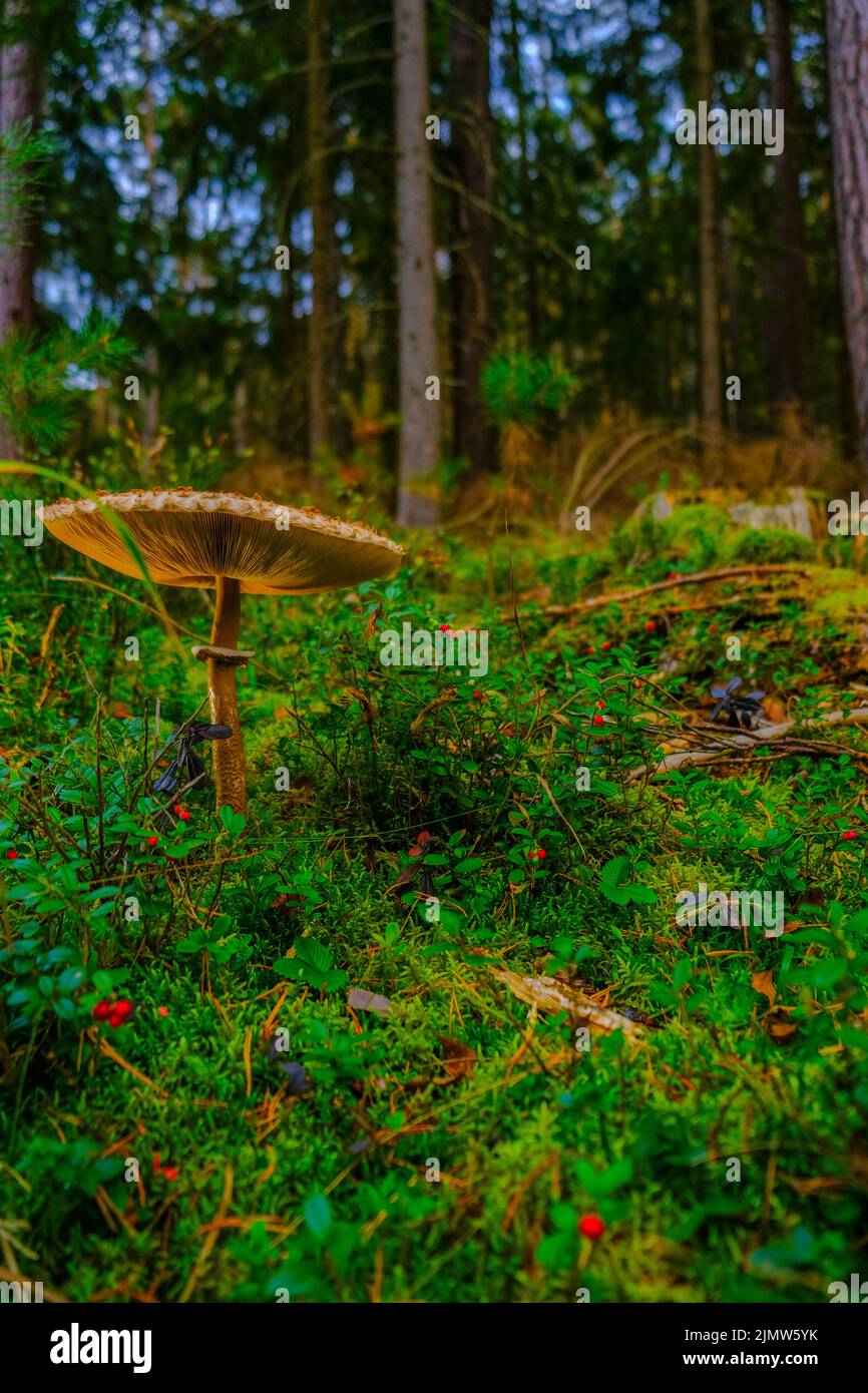 Champignons de collection Banque de photographies et d’images à haute ...