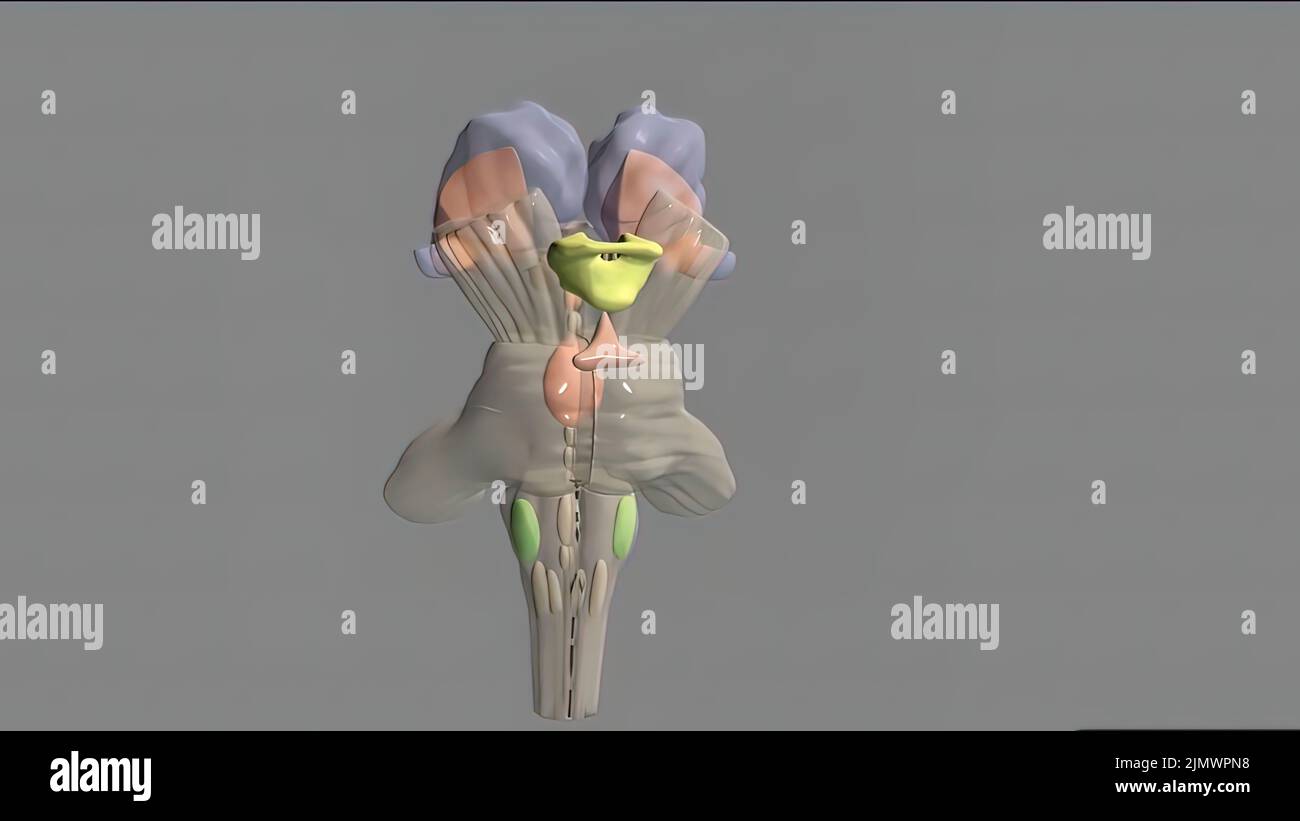Anatomie du cerveau moyen Banque de photographies et d’images à haute ...