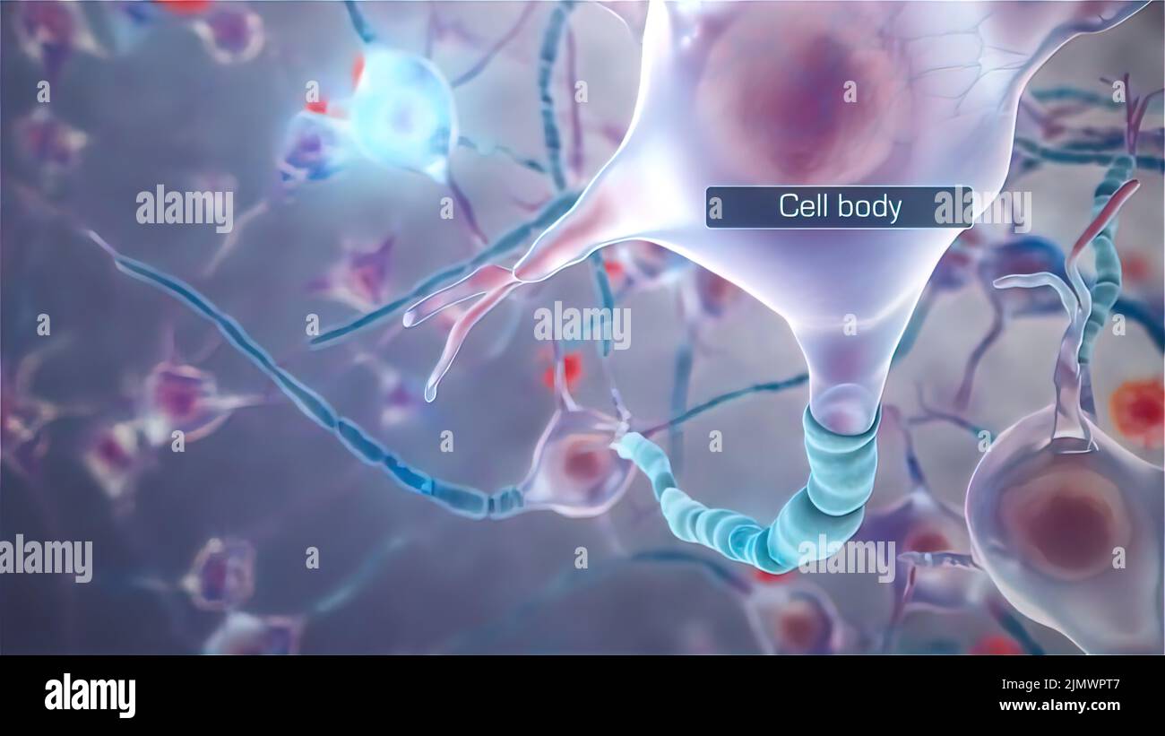 Cellule nerveuse du cerveau humain Banque de photographies et d’images ...