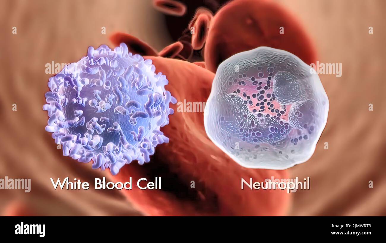 Globules blancs de neutrophiles Banque de photographies et d’images à ...