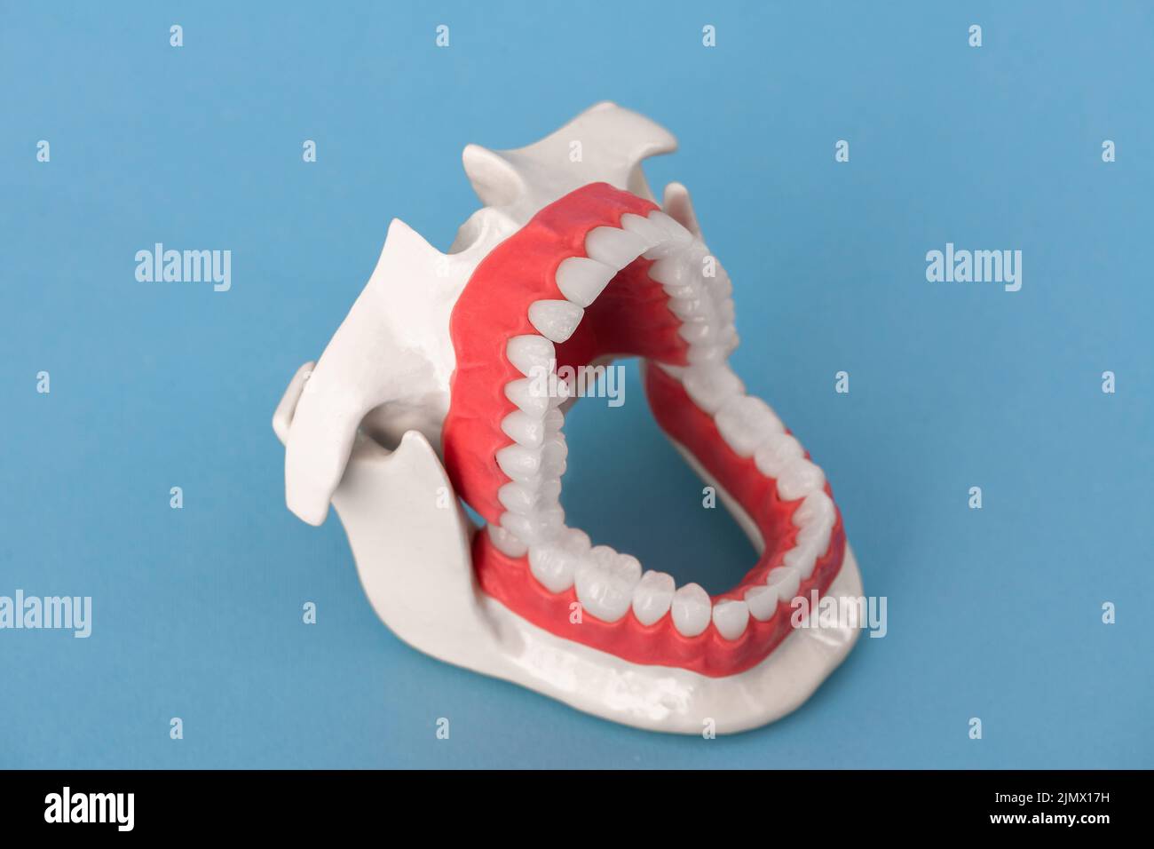 Modèle anatomique de la mâchoire humaine avec dents et gencives isolé sur fond noir. Position de ...