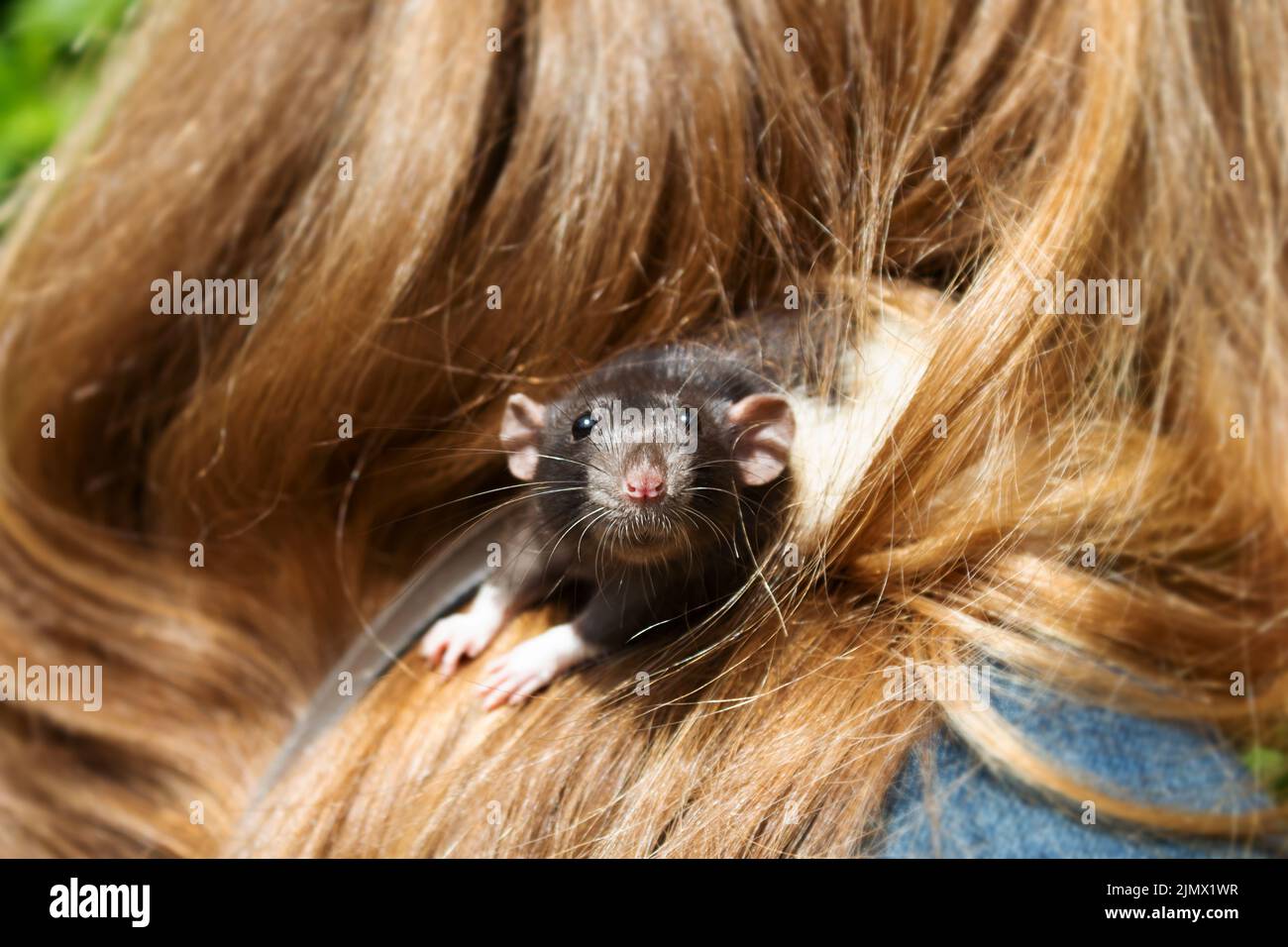 Rat de compagnie à longue queue Banque de photographies et d’images à ...