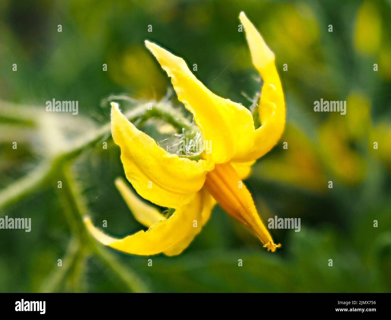 Une tomate fleurie Banque de photographies et d’images à haute ...
