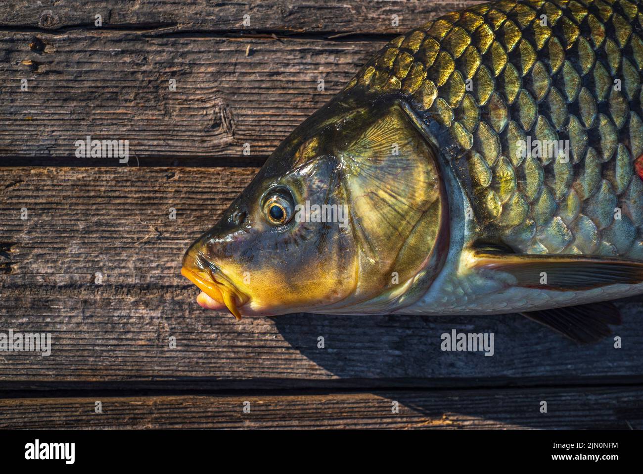 belle grande carpe. Orientation. Pêche à la carpe. Aventures de pêche ...