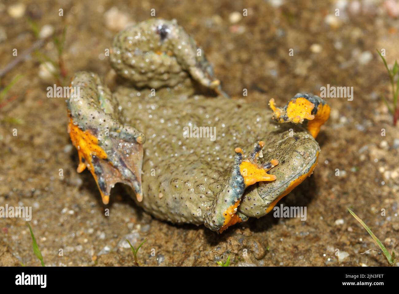 Salamandra variegata Banque de photographies et d’images à haute ...