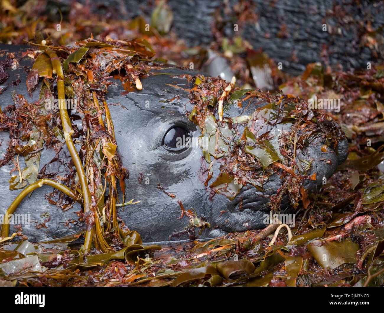 L'éléphant du sud (Mirounga leonina) est la plus grande des espèces de ...
