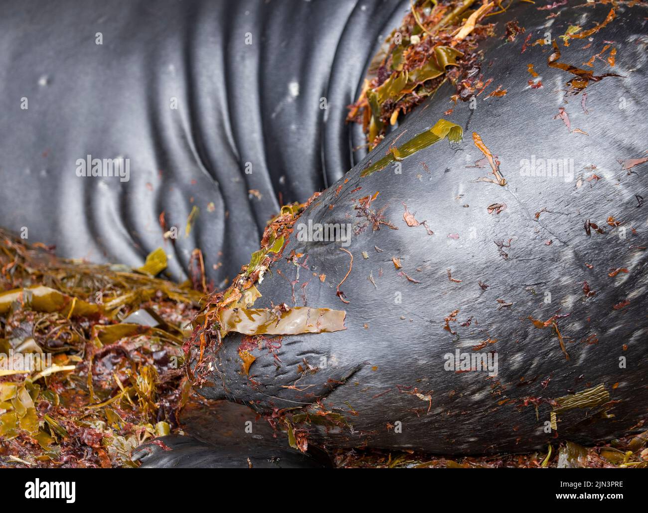 L'éléphant du sud (Mirounga leonina) est la plus grande des espèces de ...